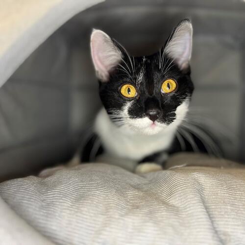 Katzen - Franziskus Tierheim Hamburg