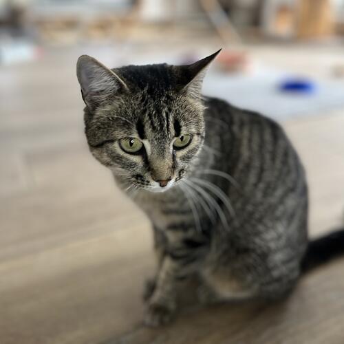 Katzen - Franziskus Tierheim Hamburg