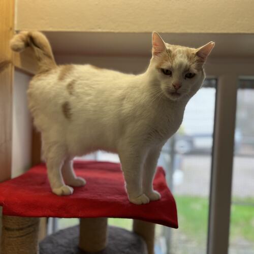 Katzen - Franziskus Tierheim Hamburg