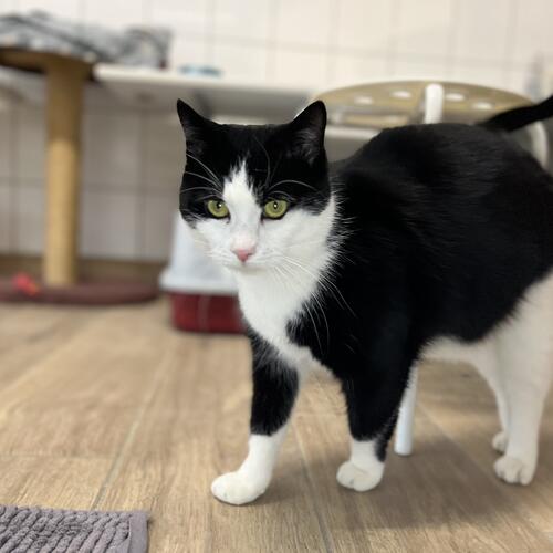 Katzen - Franziskus Tierheim Hamburg