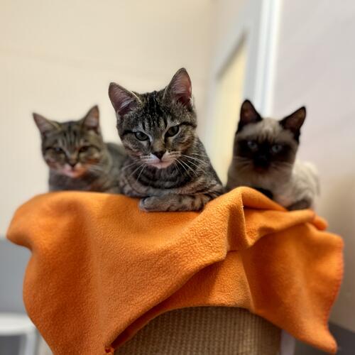 Katzen - Franziskus Tierheim Hamburg