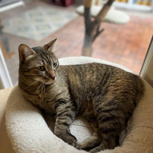 Katzen - Franziskus Tierheim Hamburg