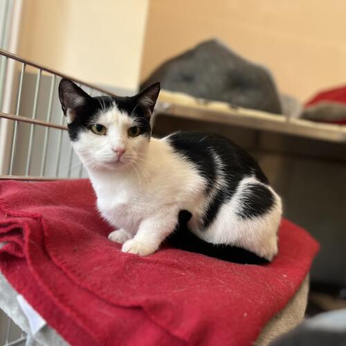 Katzen - Franziskus Tierheim Hamburg