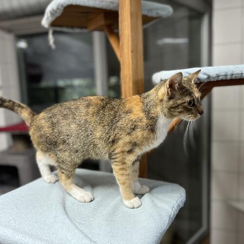 Katzen - Franziskus Tierheim Hamburg