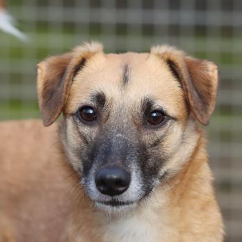 Start - Franziskus Tierheim Hamburg