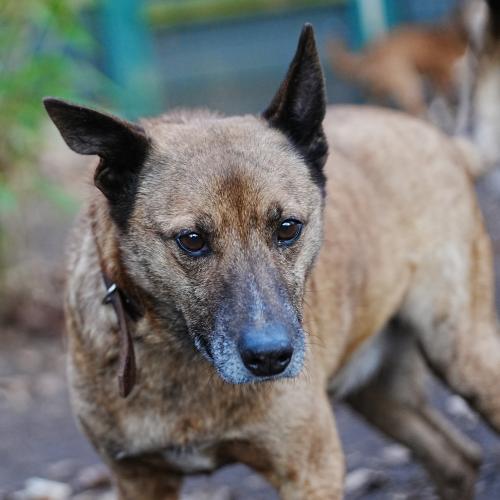 Hunde - Franziskus Tierheim Hamburg