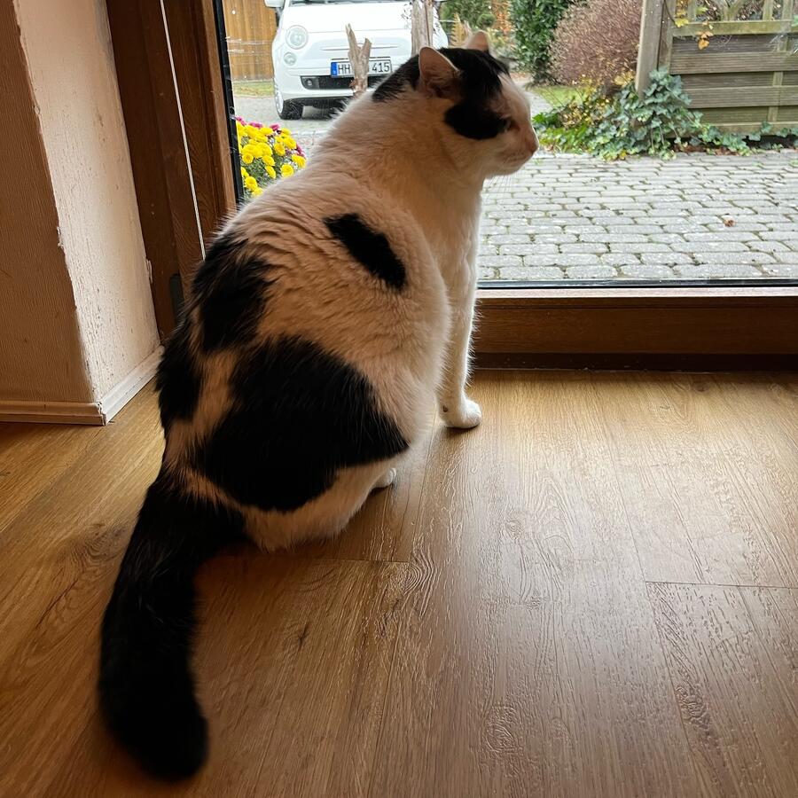 Start - Franziskus Tierheim Hamburg