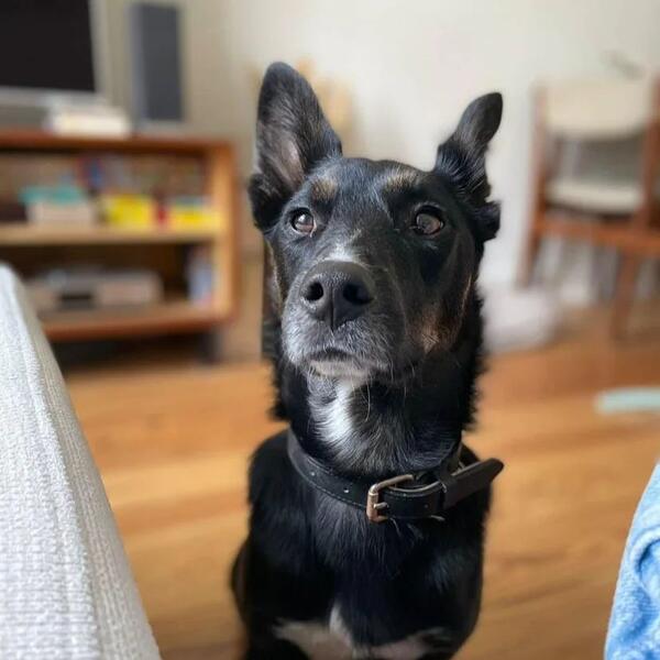 Start - Franziskus Tierheim Hamburg