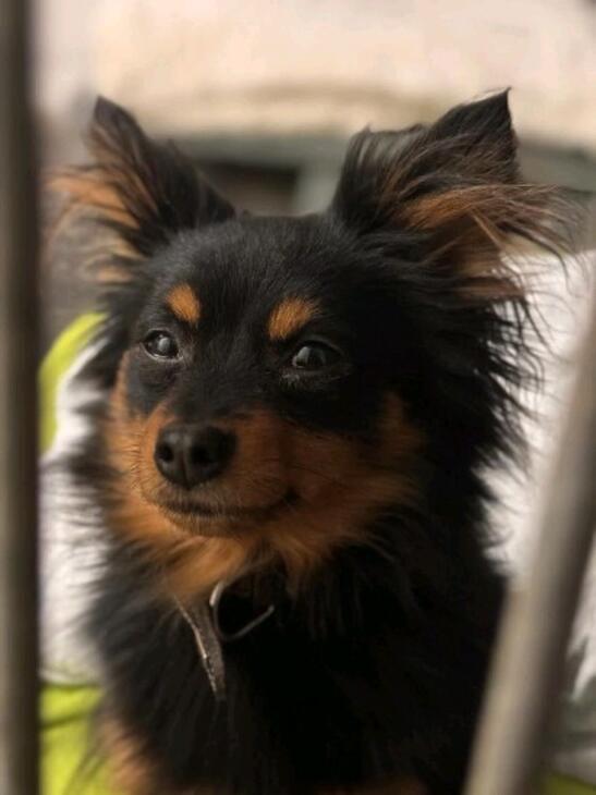 Start - Franziskus Tierheim Hamburg